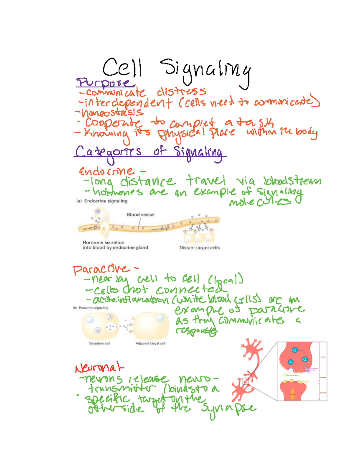 Cell Signaling - Notes from Dr. Gwen Strand - Cell Signaling Purpose ...