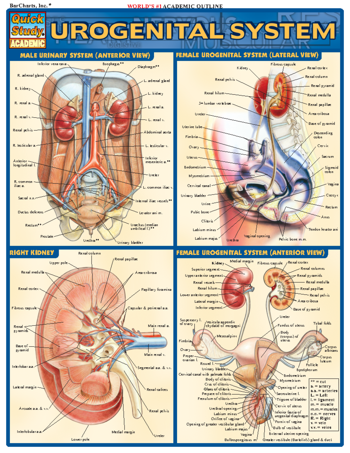 Urogenital System-1 - MALE URINARY SYSTEM (ANTERIOR VIEW) BarCharts ...