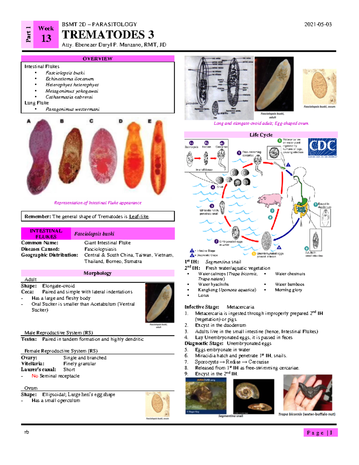 PARA Week 13 pt. 1 - Trematodes 3 - Part 1 Week 13 BSMT 2D ...