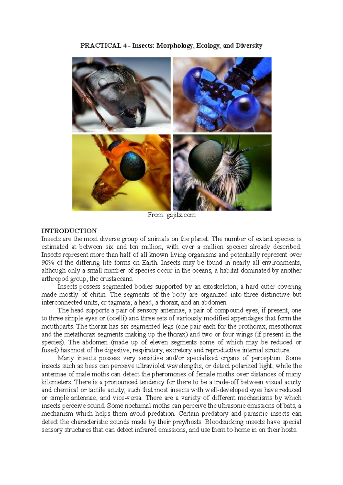 Practical 4. Insects - Morphology Ecology and Diversity - PRACTICAL 4 ...
