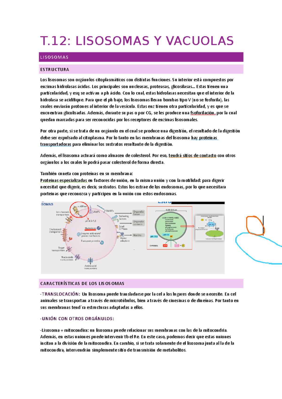 T.12 Lisosomas y vacuolas - T: LISOSOMAS Y VACUOLAS LISOSOMAS ...