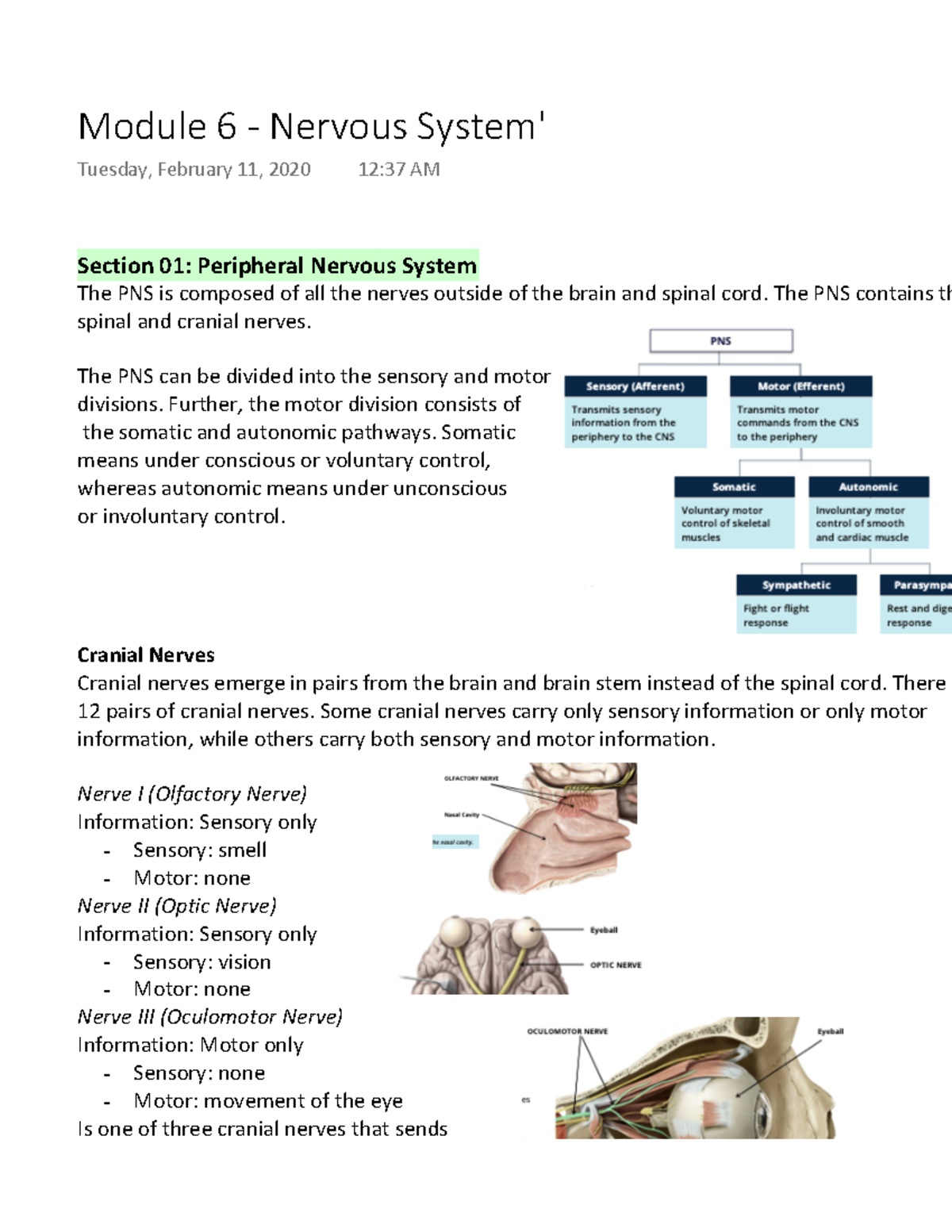 Module 6 - Nervous System' - Section 01: Peripheral Nervous System The ...