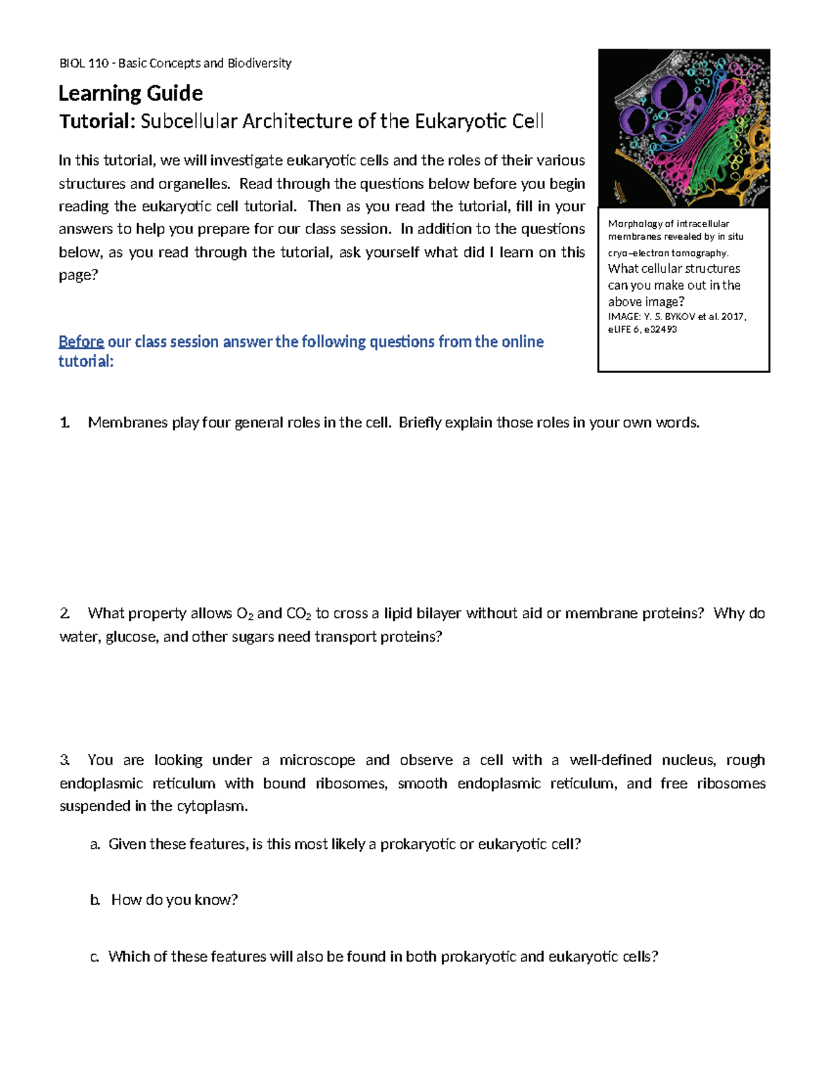 BIOL 110 Learning Guide for Tutorial 6 Eukaryotic Cells - BIOL 110 ...