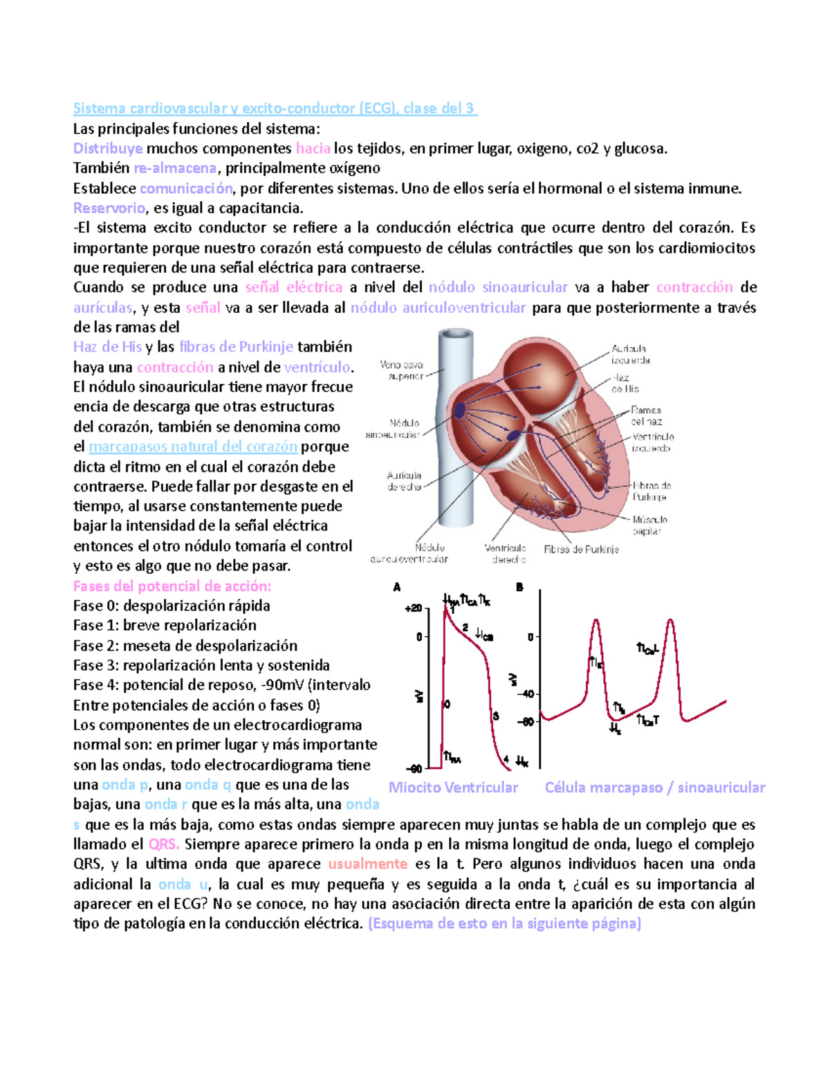 Tipeos de las clases fisiosiologia humana - Sistema cardiovascular y ...