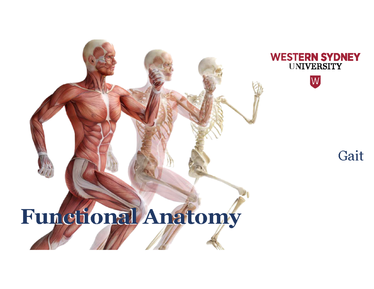 Module 6 Gait Slides - Gait Functional AnatomyFunctional Anatomy ...