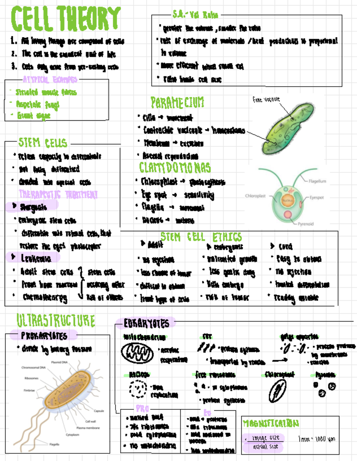 Bio Exam Notes - These are cheat sheets for the first term of bio HL ...