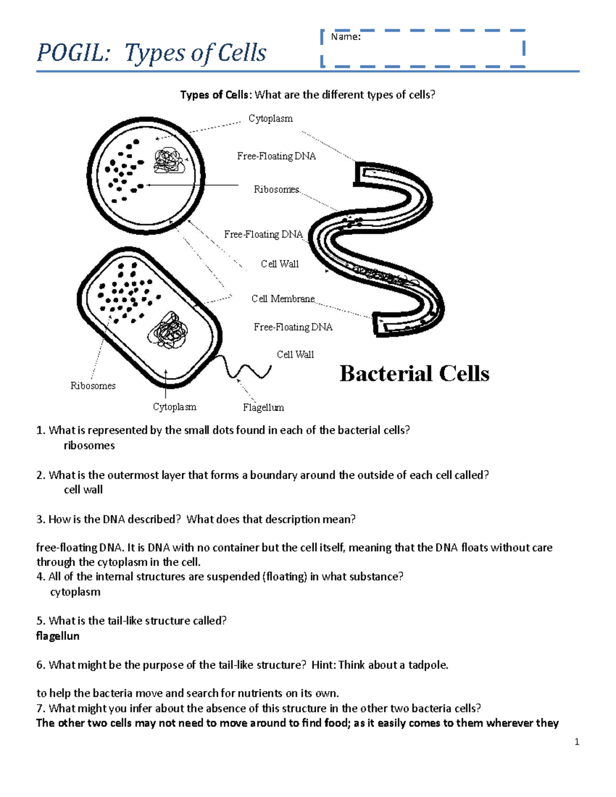 Pogil 1 Types of Cells - POGIL: Types of Cells Types of Cells: What are ...