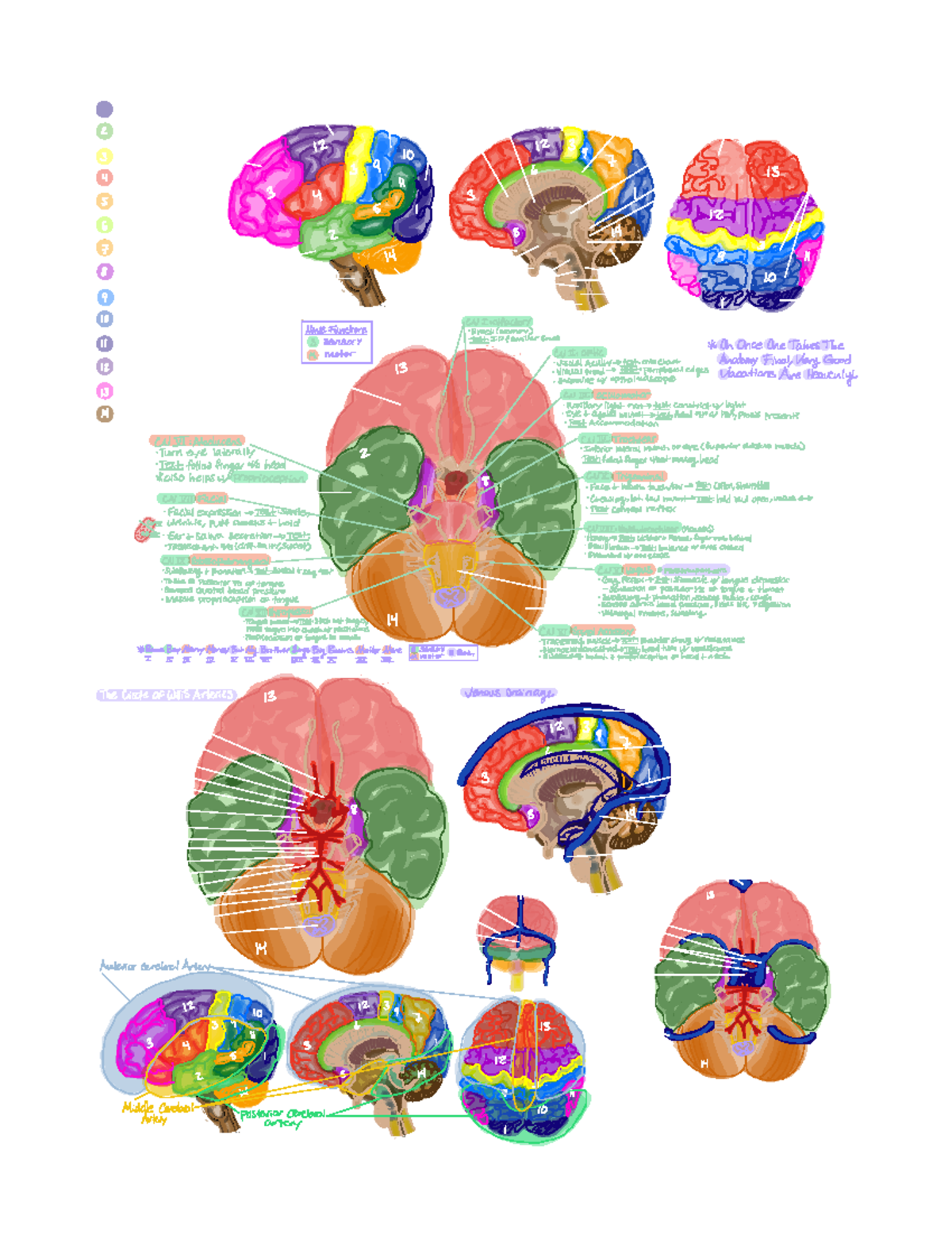 Brain Study Guide - Notes - I Ysigntimagerecognition perception ...