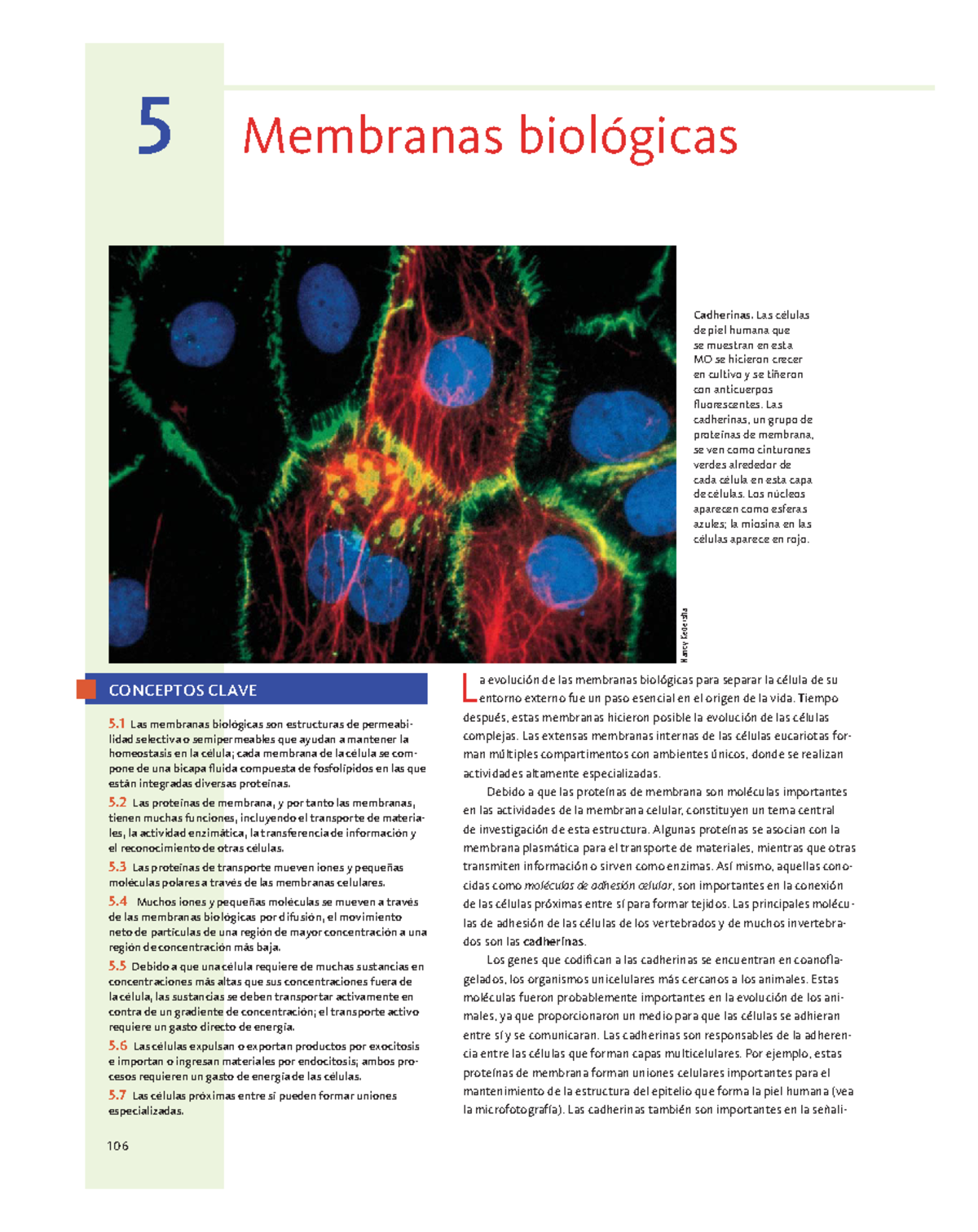 Capítulo 5 - Membranas biológicas - Solomon, Berg Martin - 9ed - 106 5 ...