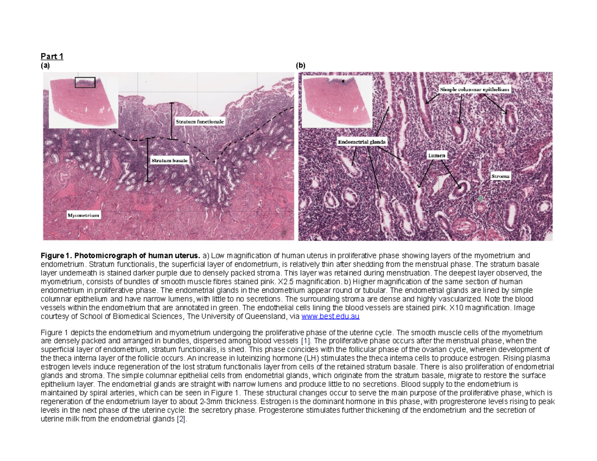 BIOM3020 Histology Report - Part 1 (a) (b) Figure 1. Photomicrograph of ...