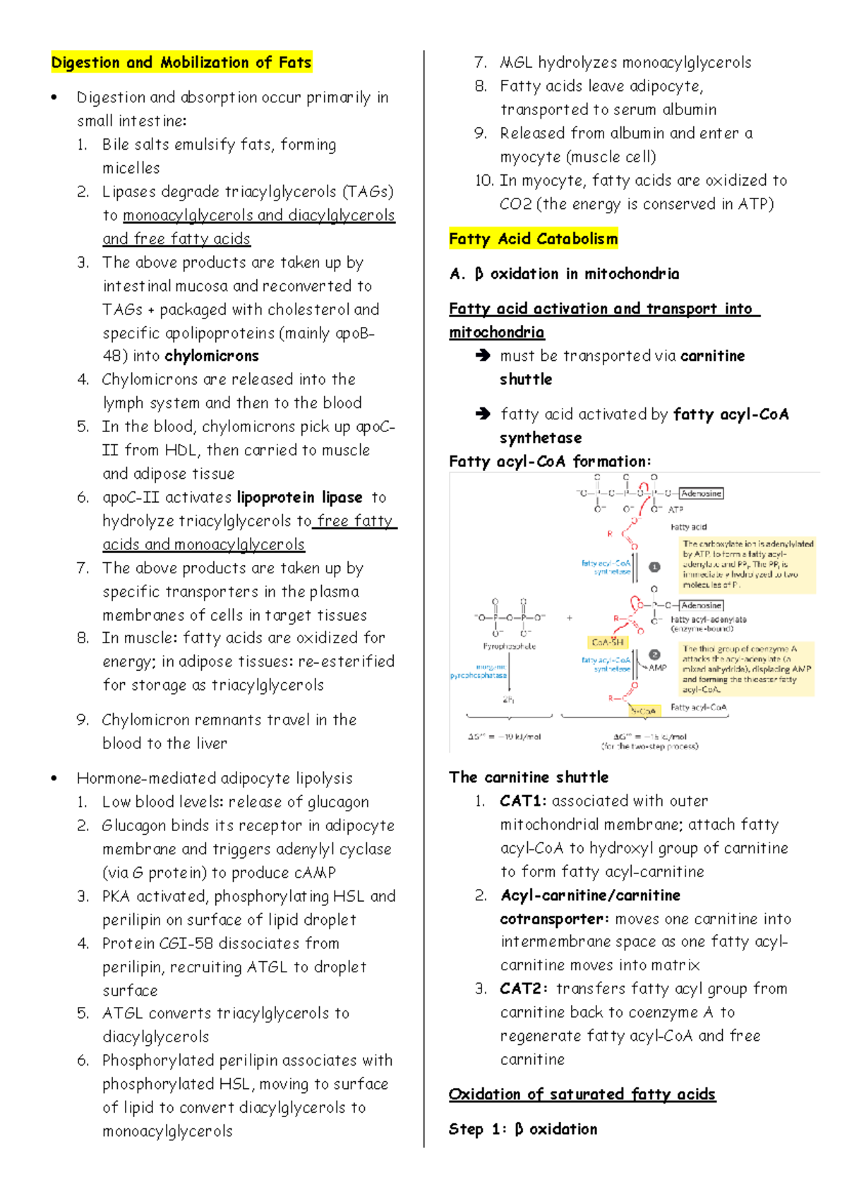 111-2 exam 3 notes - Digestion and Mobilization of Fats, Fatty Acid ...