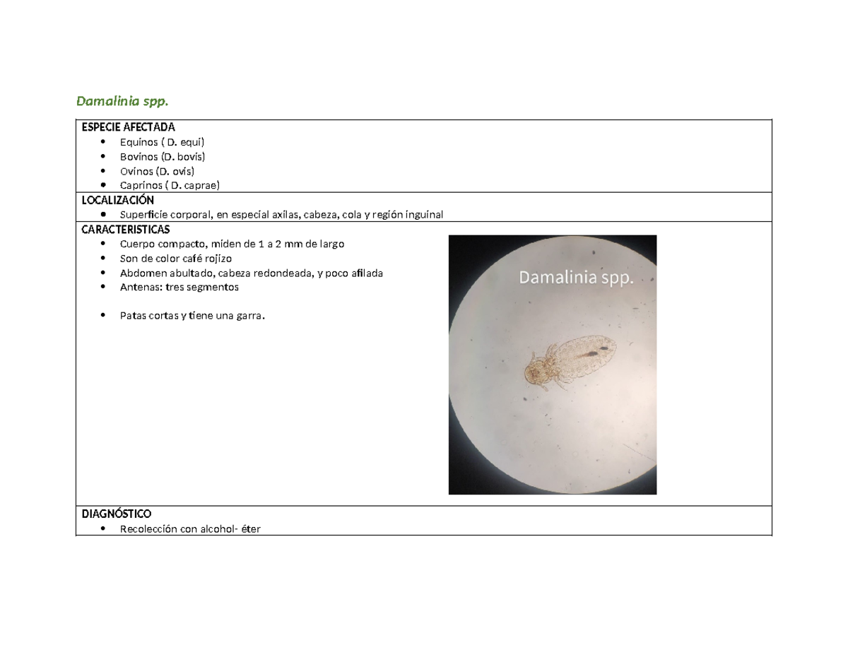 Artropodos - Artrópodos - Damalinia spp. ESPECIE AFECTADA Equinos ( D ...