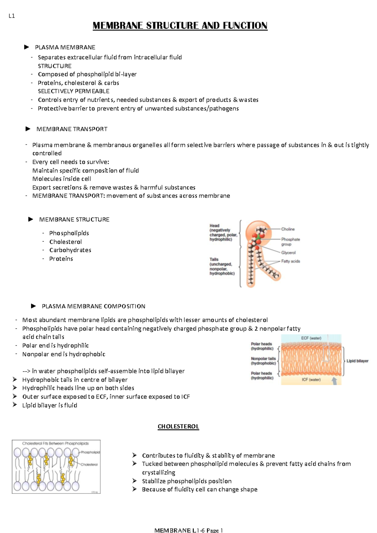 Membrane Structure AND Function Notes - MEMBRANE STRUCTURE AND FUNCTION ...