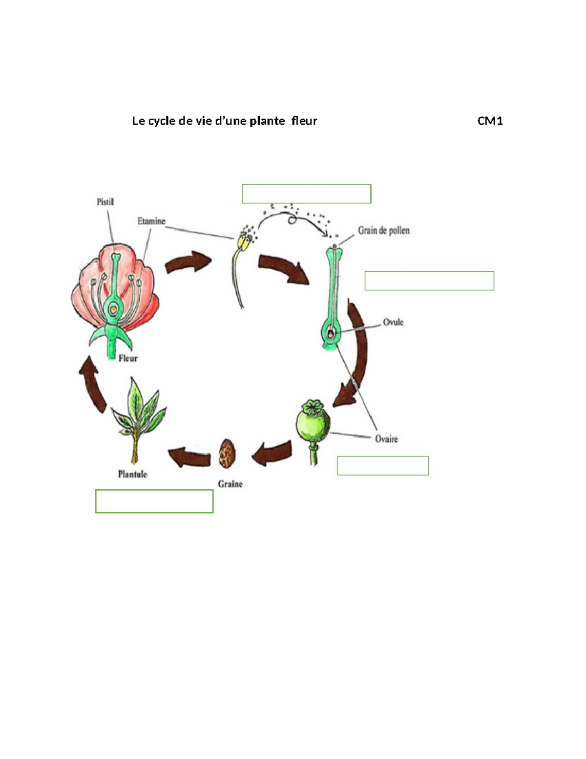 Cycle de vie d'une plante a fleur - droit commercial - Le cycle de vie ...