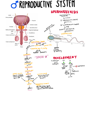 Female rep system - Hormones, structures, fertilization, menstrual ...