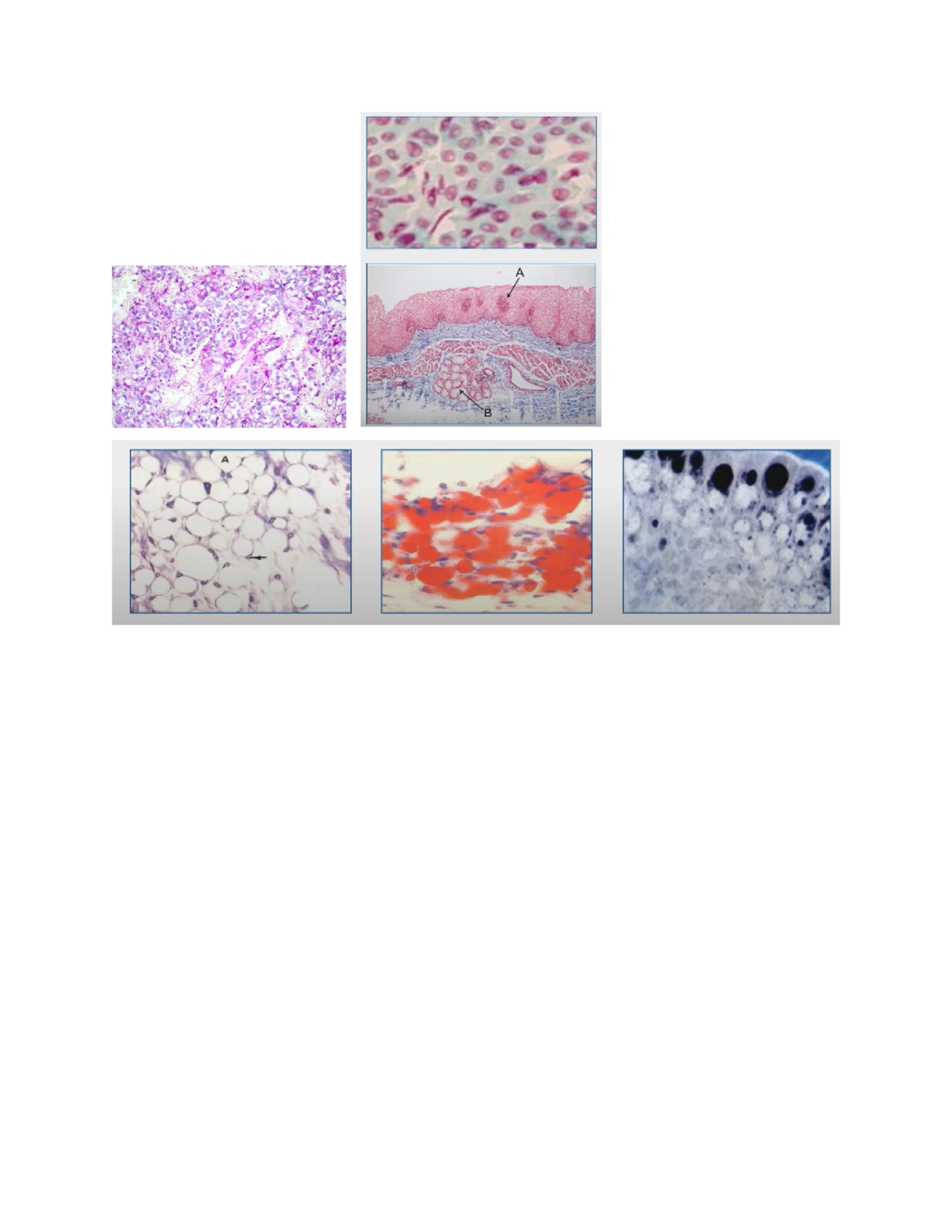 Histo - Imagenes - Histología - Studocu