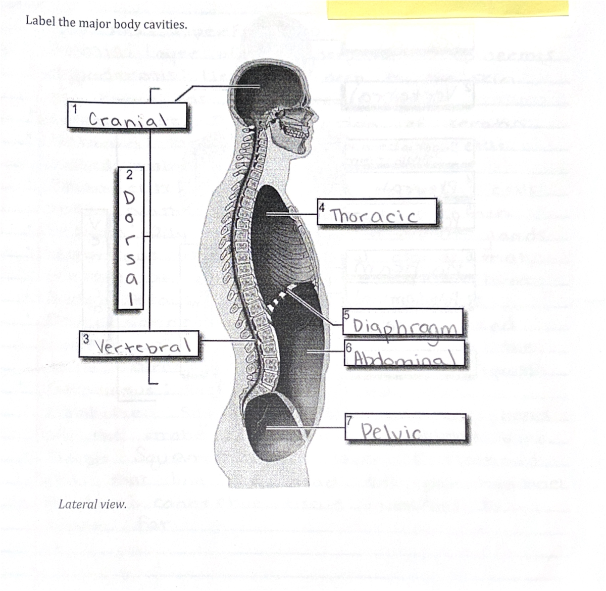 Anatomy and Physiology Body Cavities - SS1101 - Label the major body ...