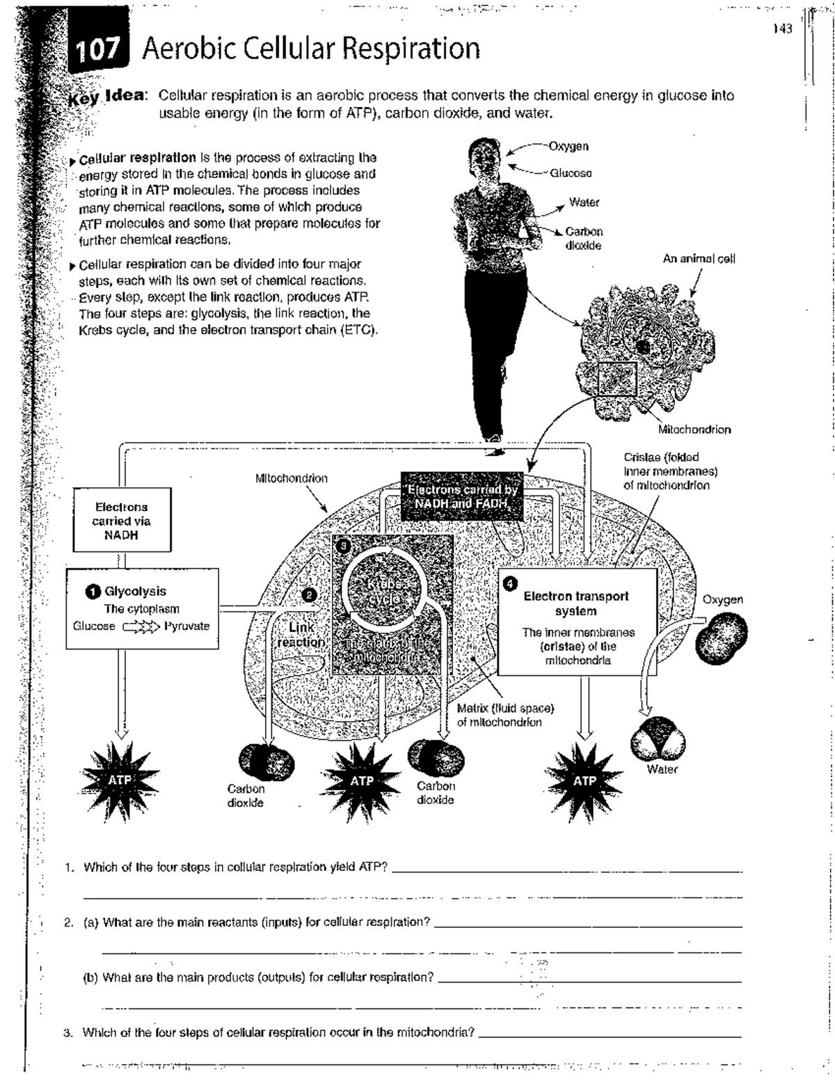 CR intro ws - Cellular Respiration - 143 107 Aerobic Cellular ...