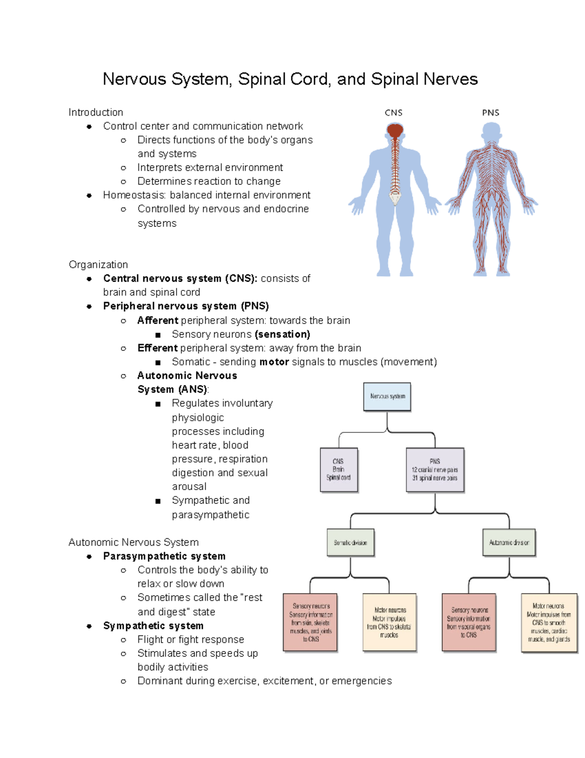 CHapter 10 - Nervous System, Spinal Cord, and Spinal Nerves ...