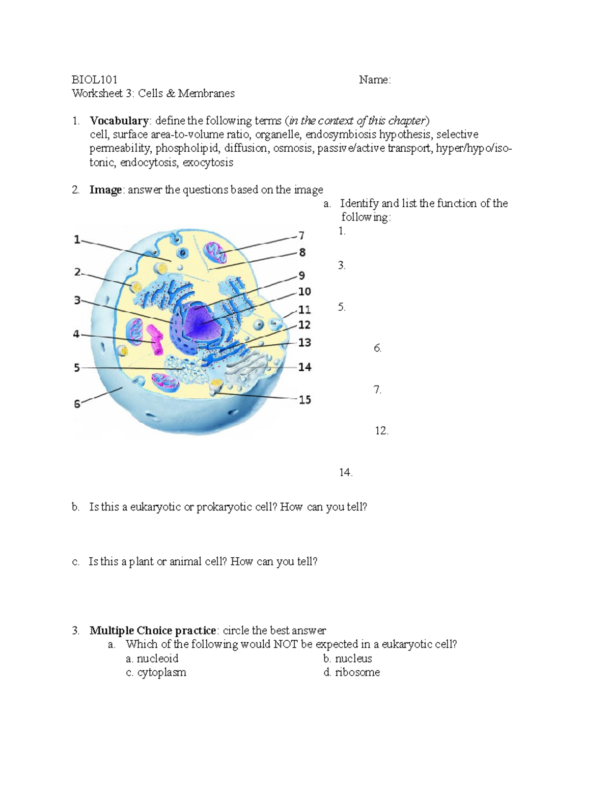 101 WS3 sp23-1 - mitosis/cell worksheet - BIOL101 Name: Worksheet 3 ...