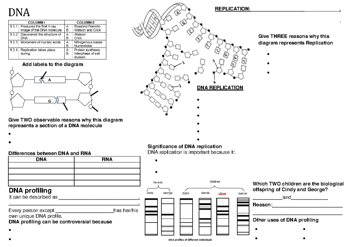 Dna one pager for term1 - DNA REPLICATION:. . Give THREE reasons why ...