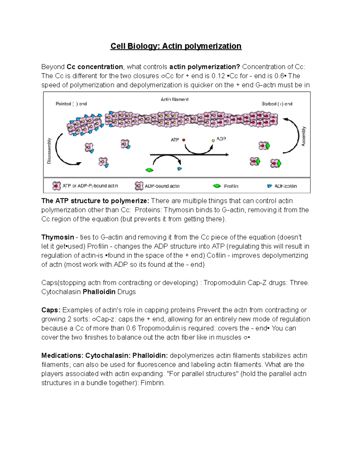 Cell Biology Actin Polymerization Cell Biology Actin Polymerization