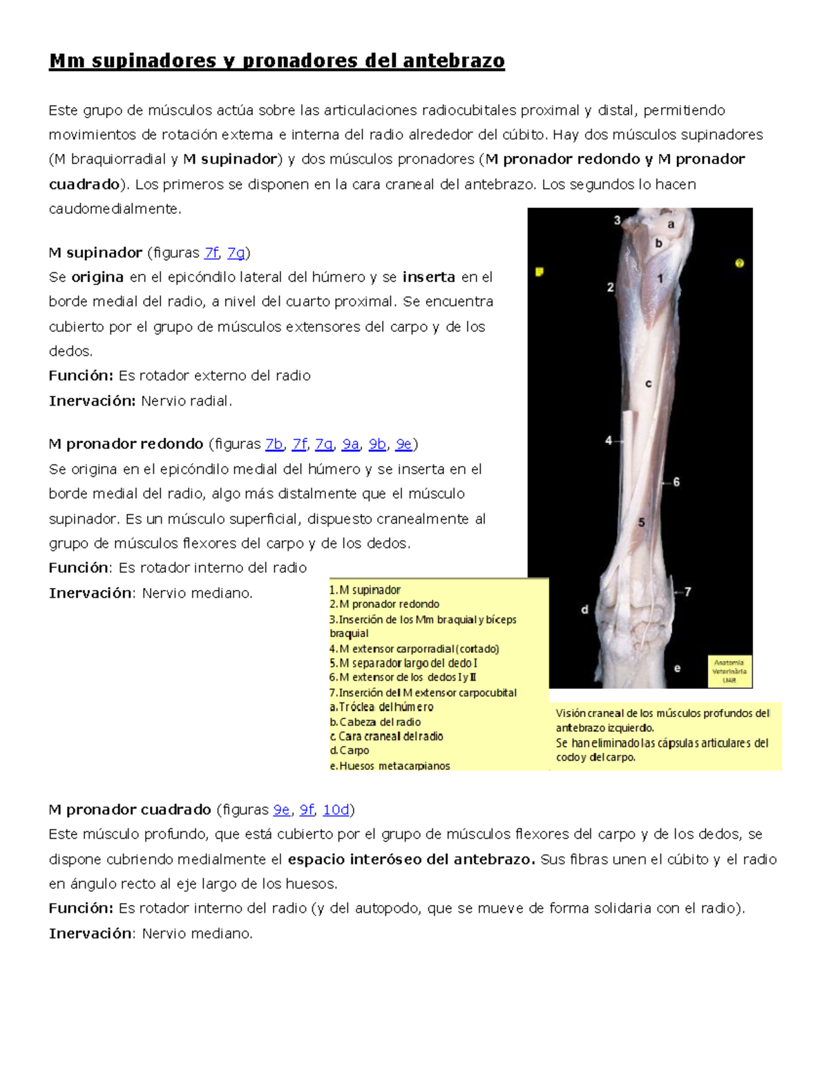 Musculos Teoria - Mm supinadores y pronadores del antebrazo Este grupo ...