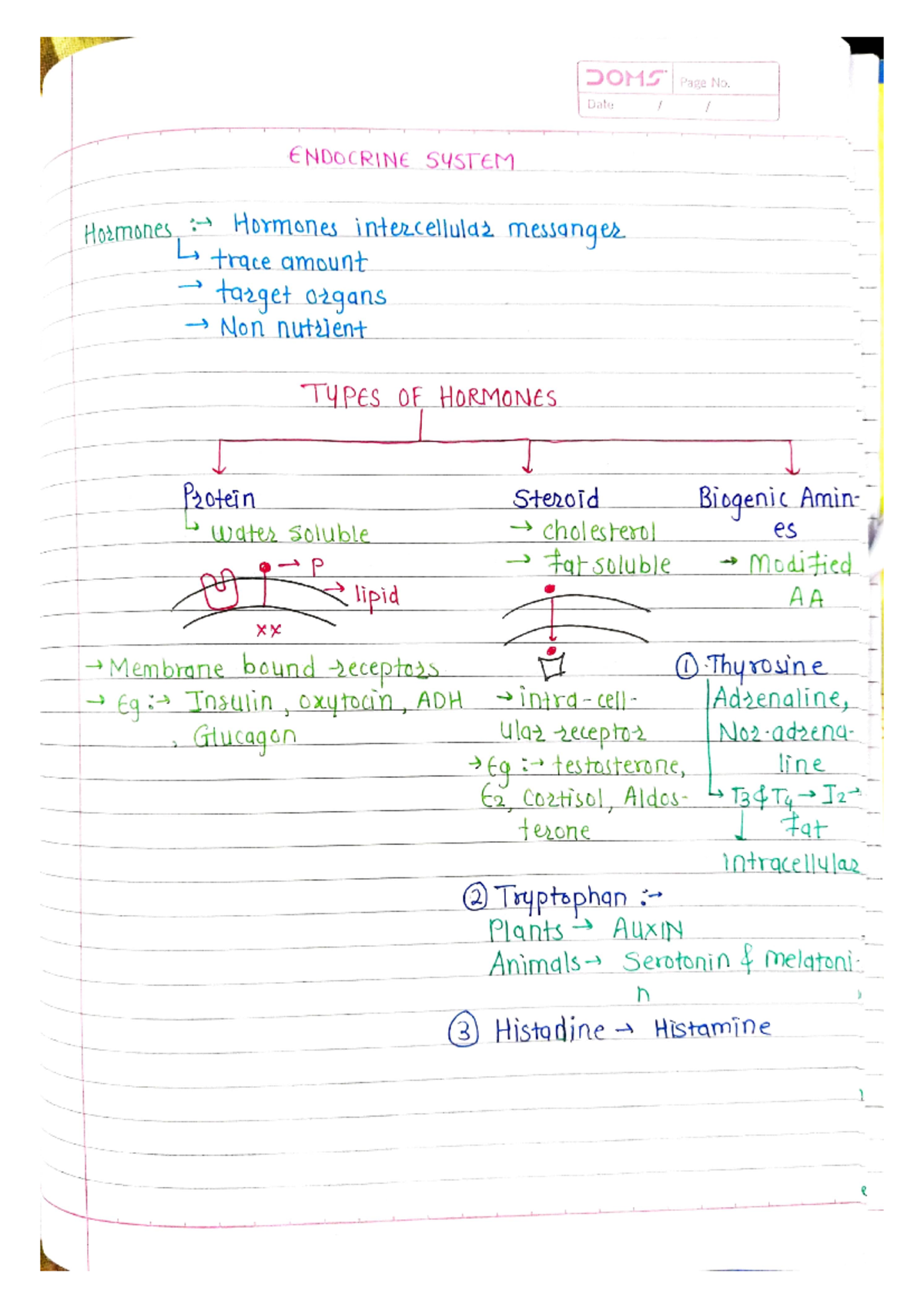 Endocrine system-handwriting notes - 4PY019 - Studocu