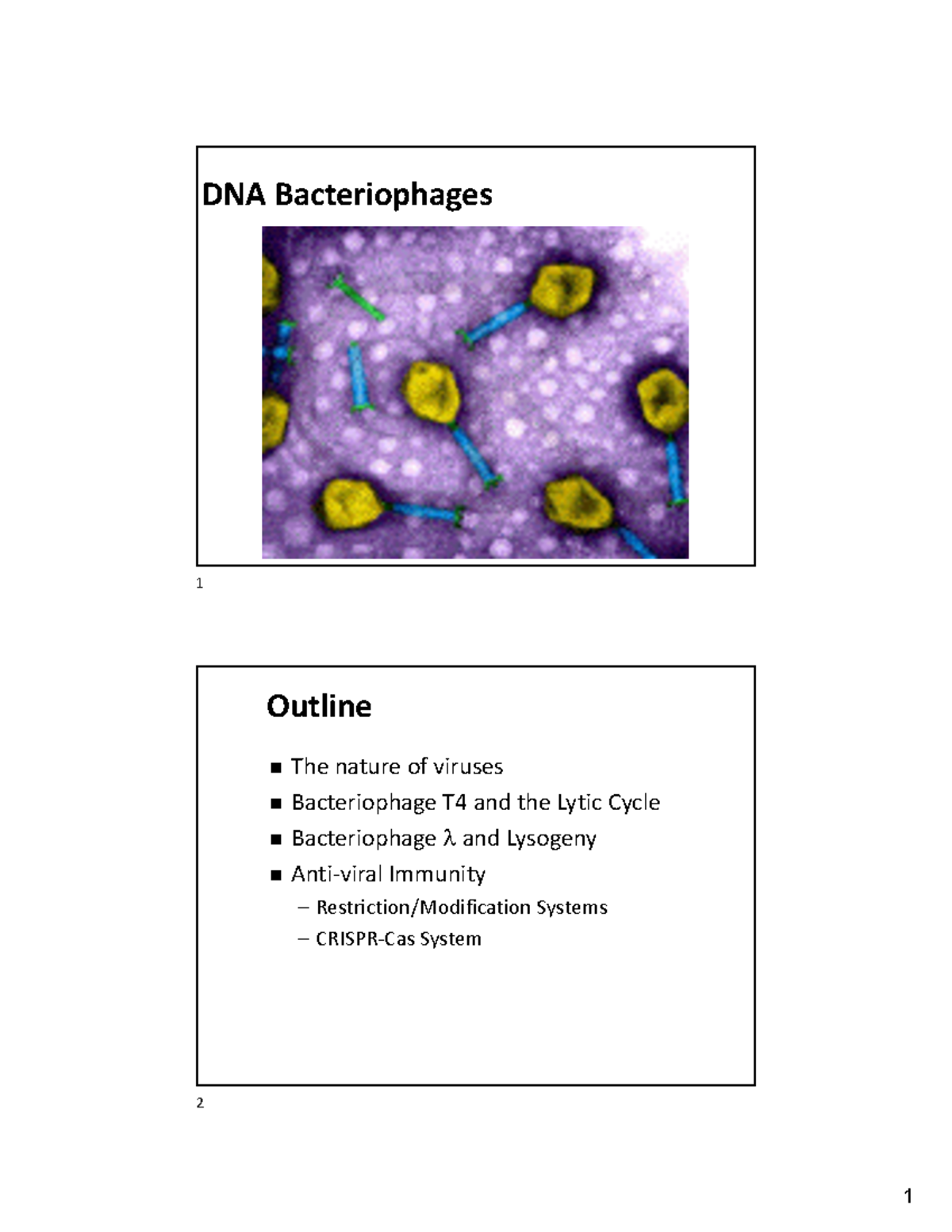 317-The Phages-F20-slide notes - DNA Bacteriophages 1 Outline n The ...