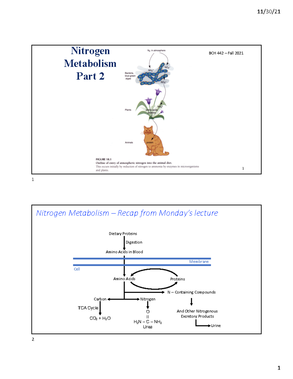 Dec1 2021 Nitrogen Metabolism Part2 - 1 Nitrogen Metabolism Part 2 BCH ...
