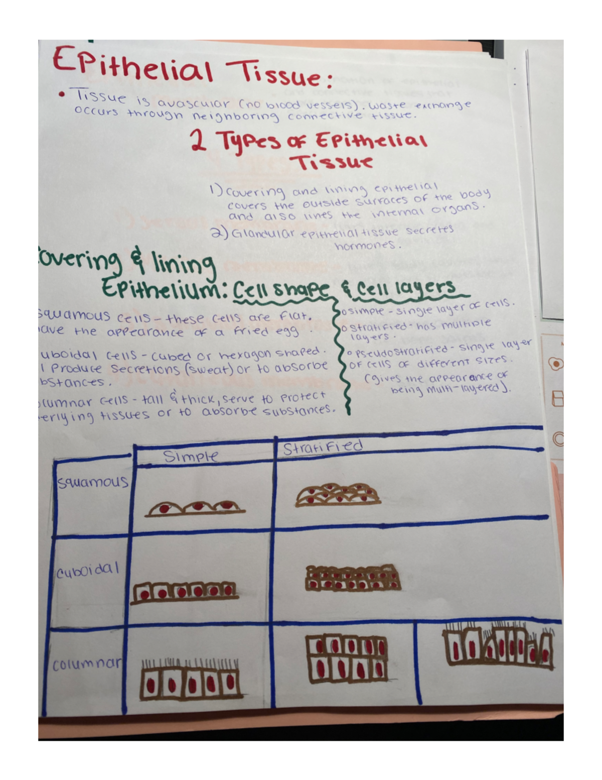 Tissues of the body. - Epithelial Tissue: Tissue is avascular (no blood ...