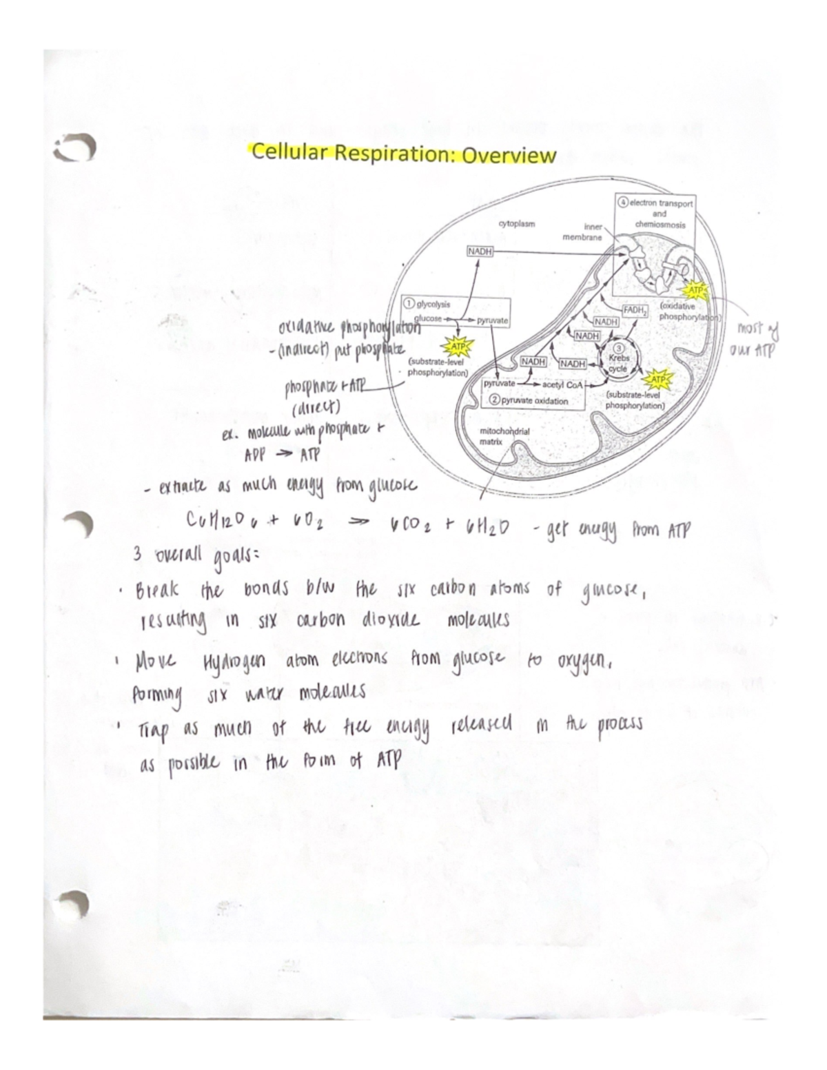 Cellular Respiration Overview - Studocu