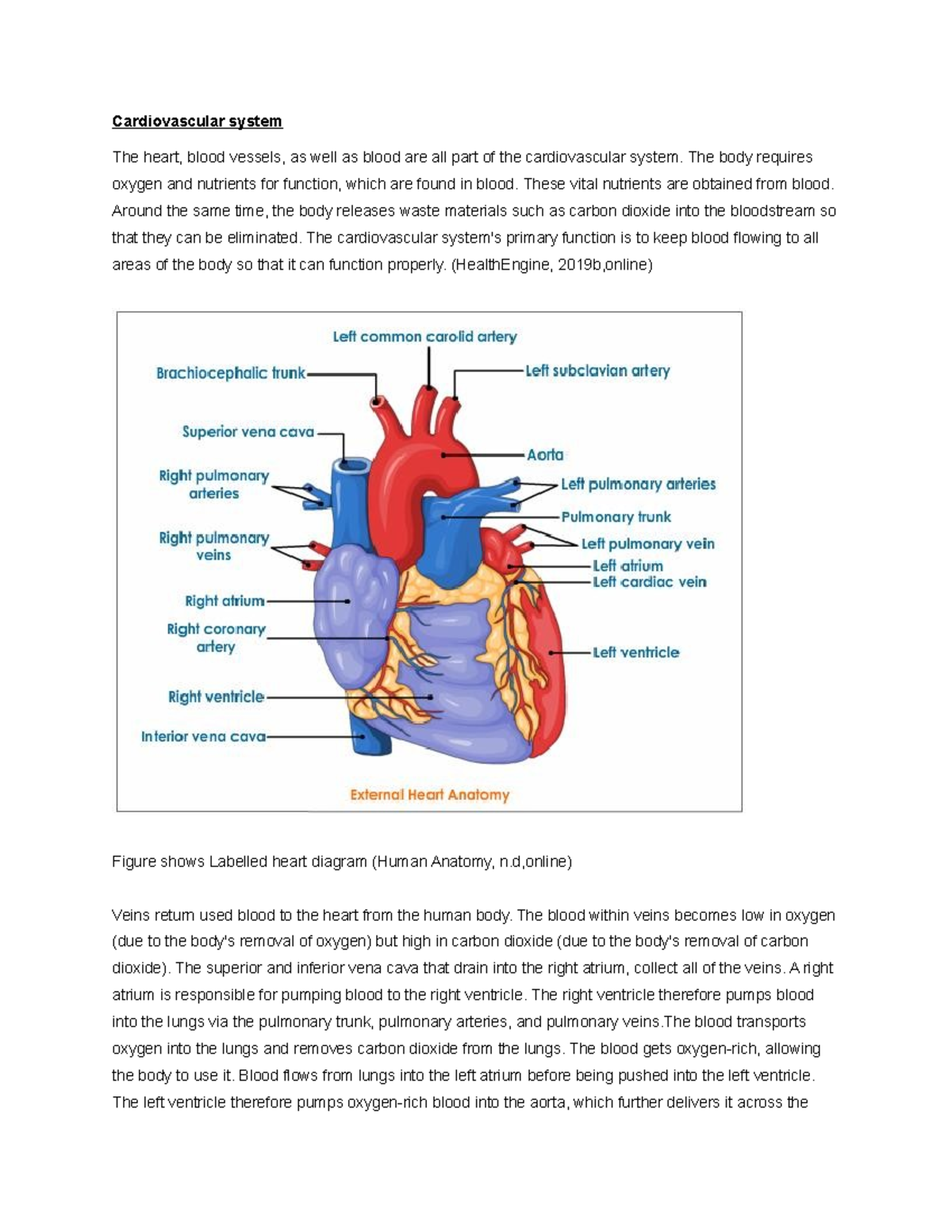 Untitled document (42) - Cardiovascular system The heart, blood vessels ...