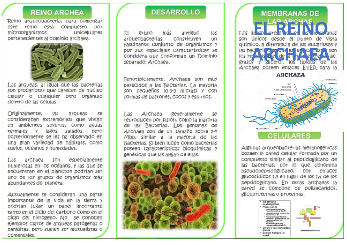 REINO ARCHAEA SUS CARACTERISTICAS - Desastres naturales y cambio ...
