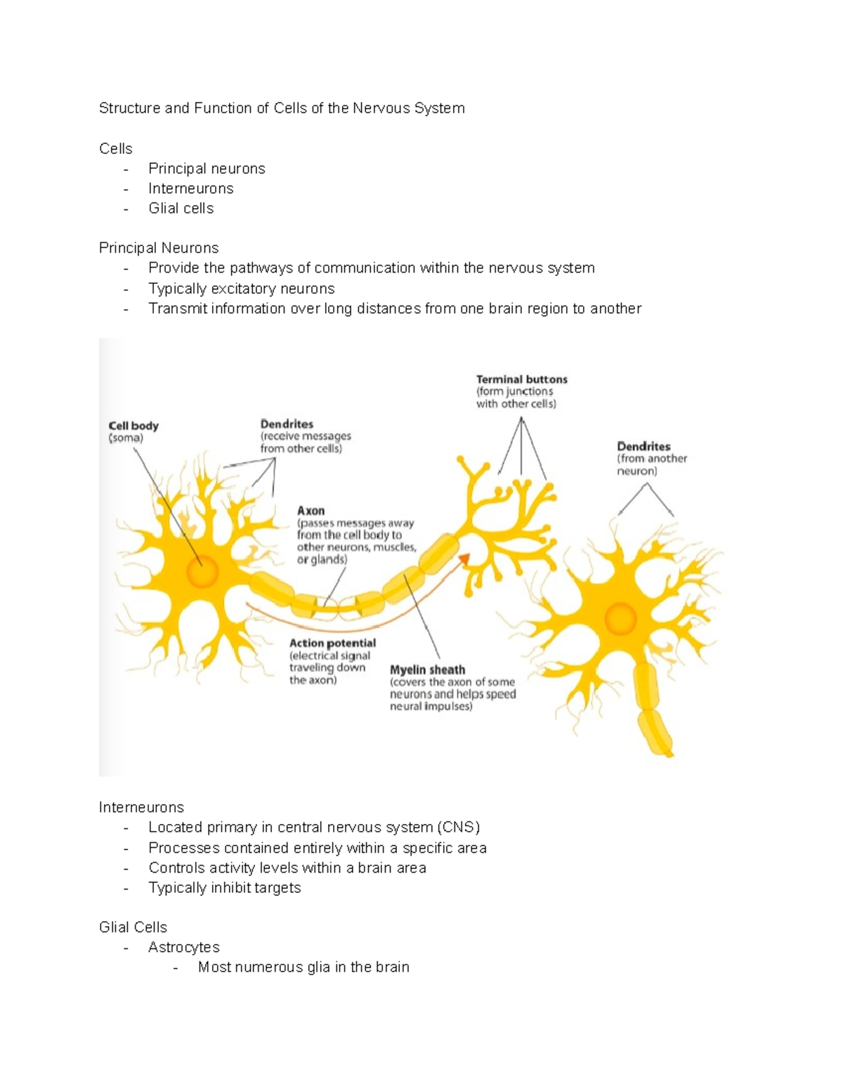 Structure and Function of Cells of the Nervous System - Studocu