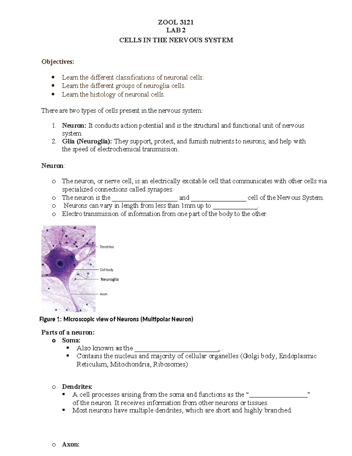 Cells in the Nervous System Lab Student Handout SP24 - LAB 2 CELLS IN ...