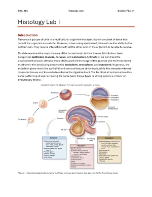 Histology 2 Lab - lab - Histology Lab II Last week’s lab focused on ...