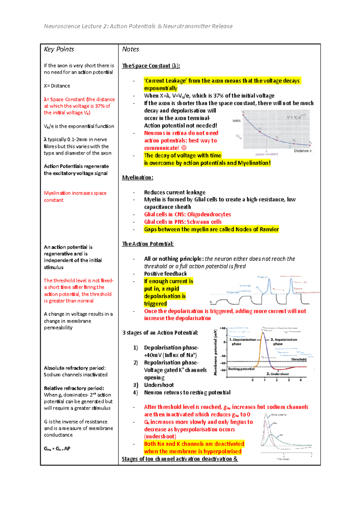 Neuroscience Lecture 2 - The local depolarization triggers an action ...
