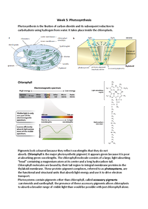 Effect of surface area to volume ratio on the rate of diffusion of agar ...