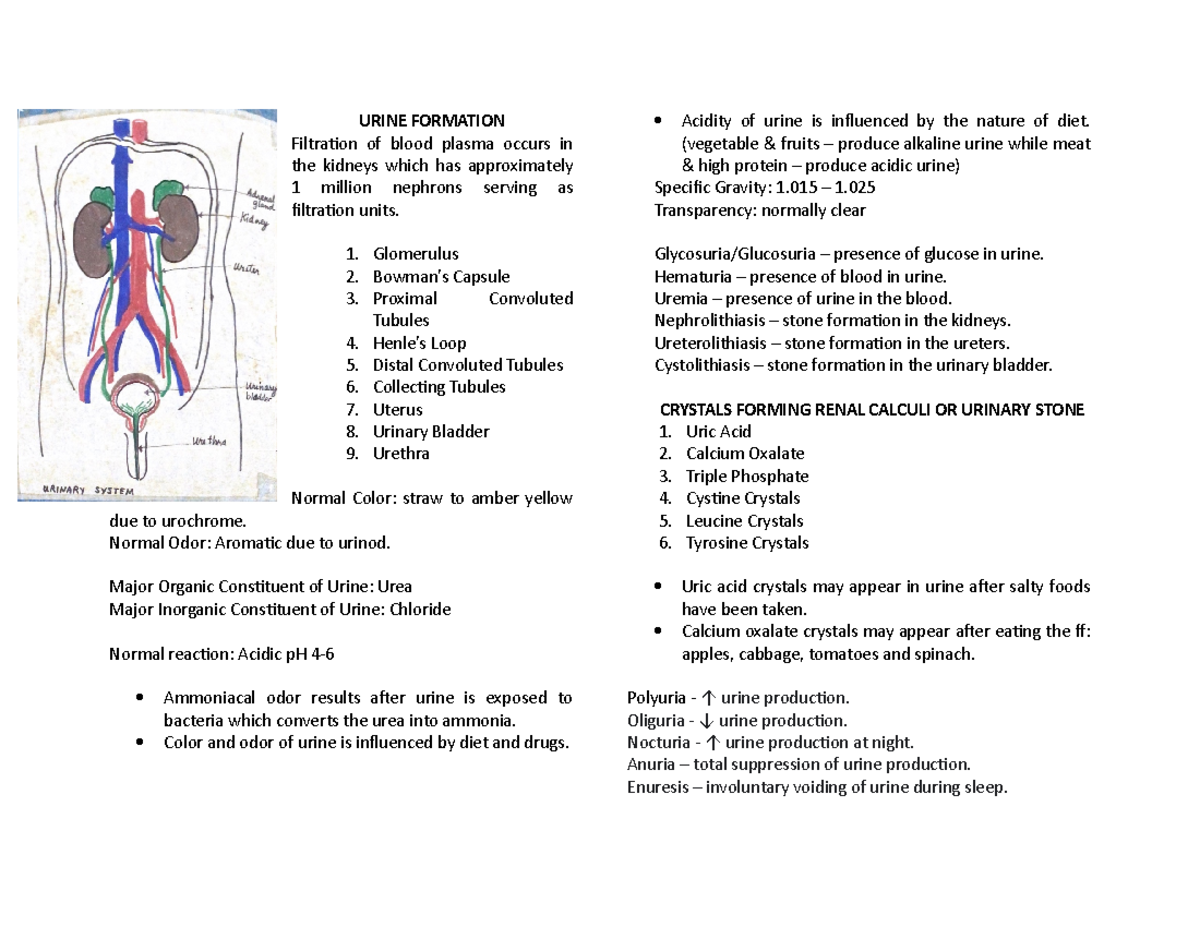Urine- Formation - JNKL - URINE FORMATION Filtration of blood plasma ...