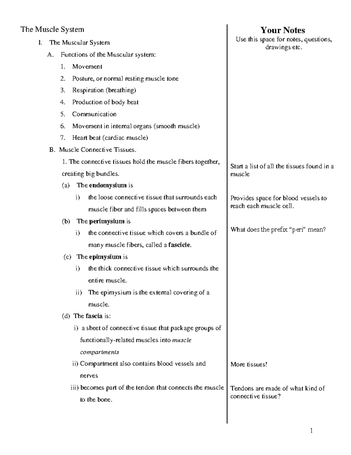Muscle System handout - Prof. Raneiy - The Muscle System I. The ...