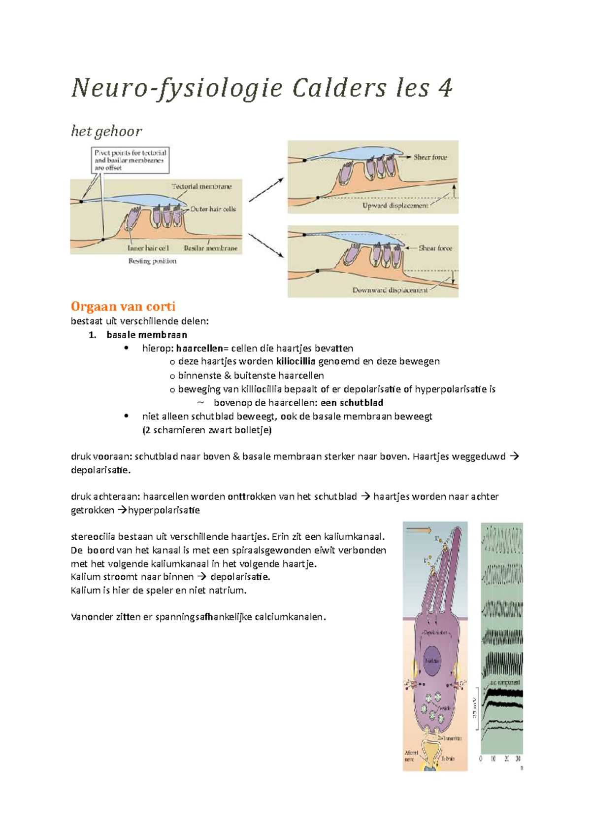 Neurofysiologie Calders les 4 - basale membraan hierop: haarcellen ...