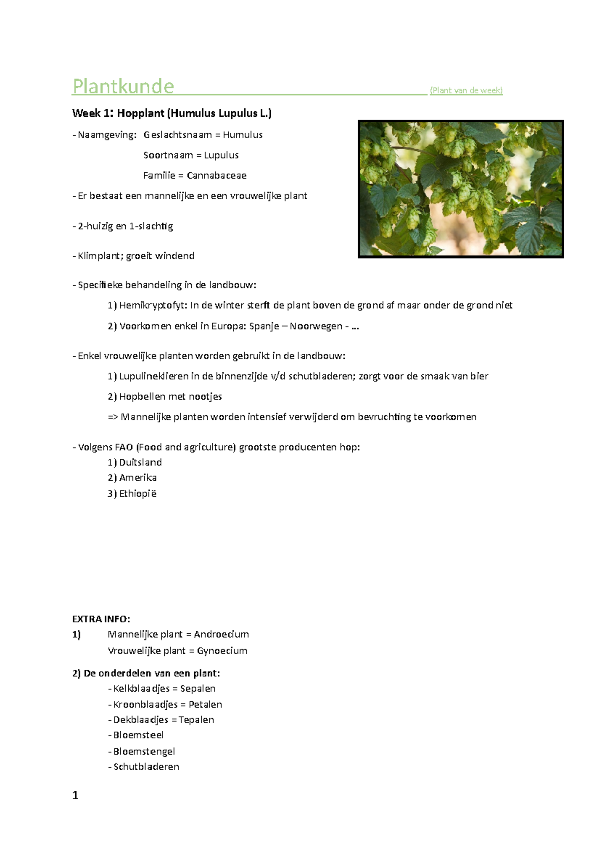 Plant van de week - Plantkunde (Plant van de week) Week 1: Hopplant ...