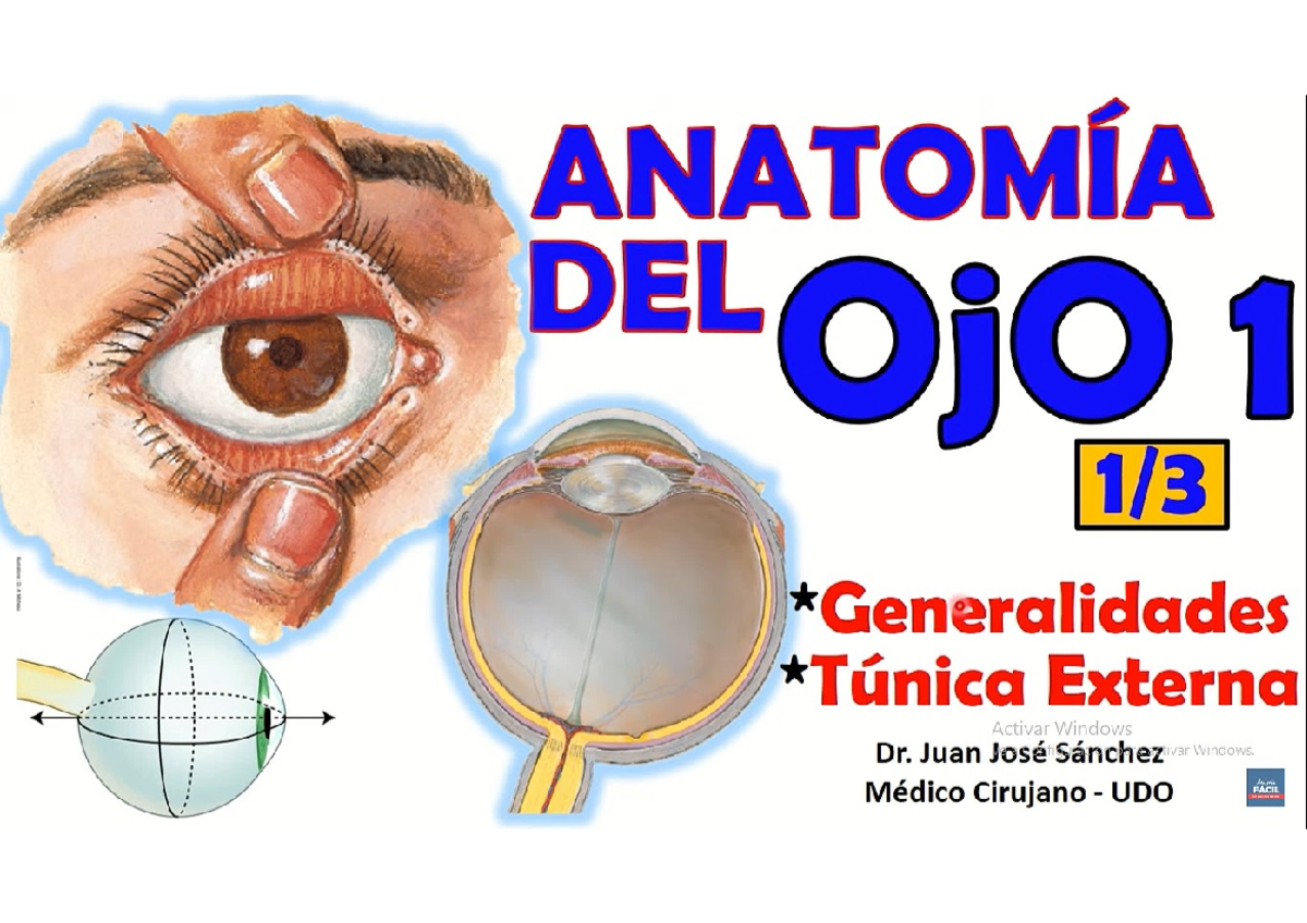 Anatomia DEL OJO - Studocu