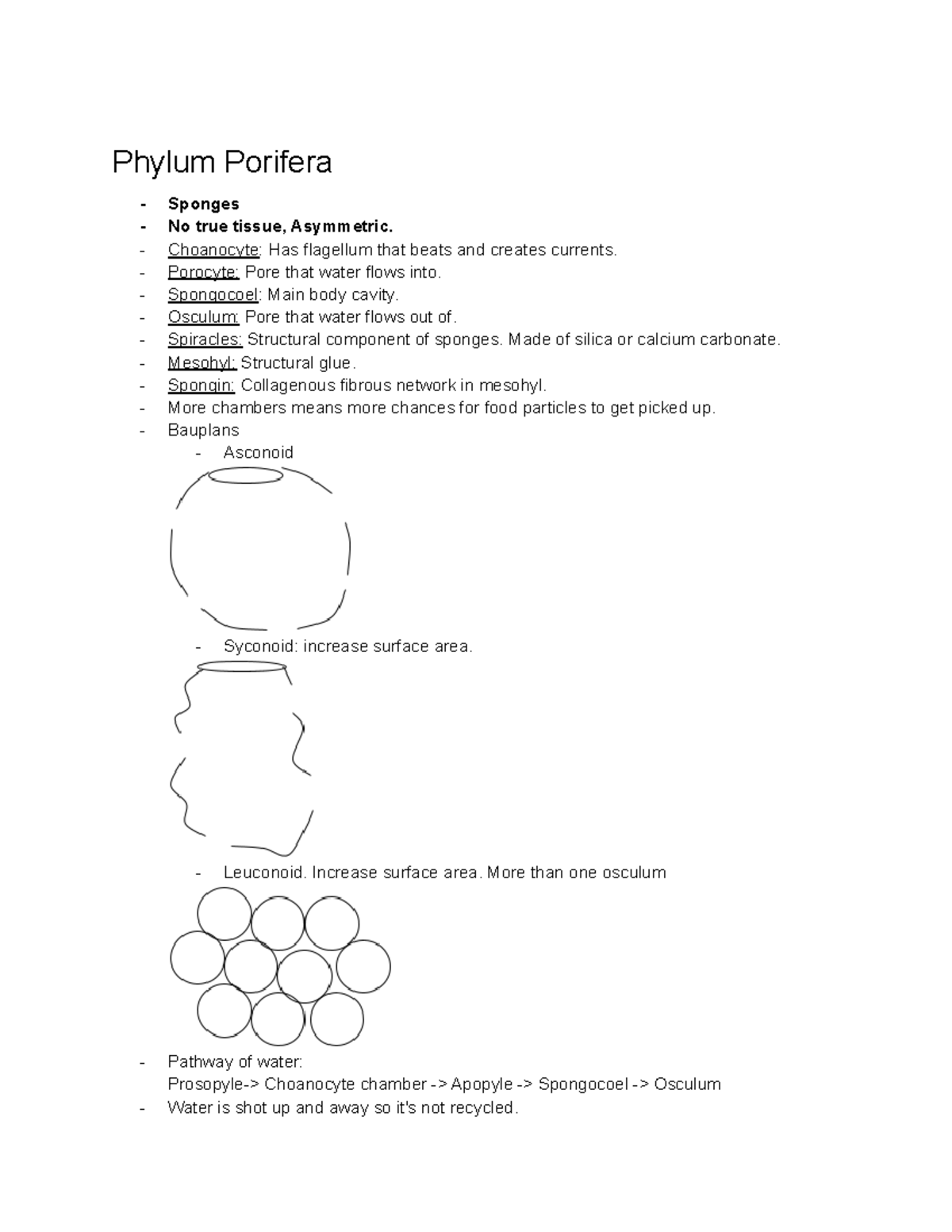 Zoology Phylum Porifera Notes - Phylum Porifera Sponges No true tissue ...