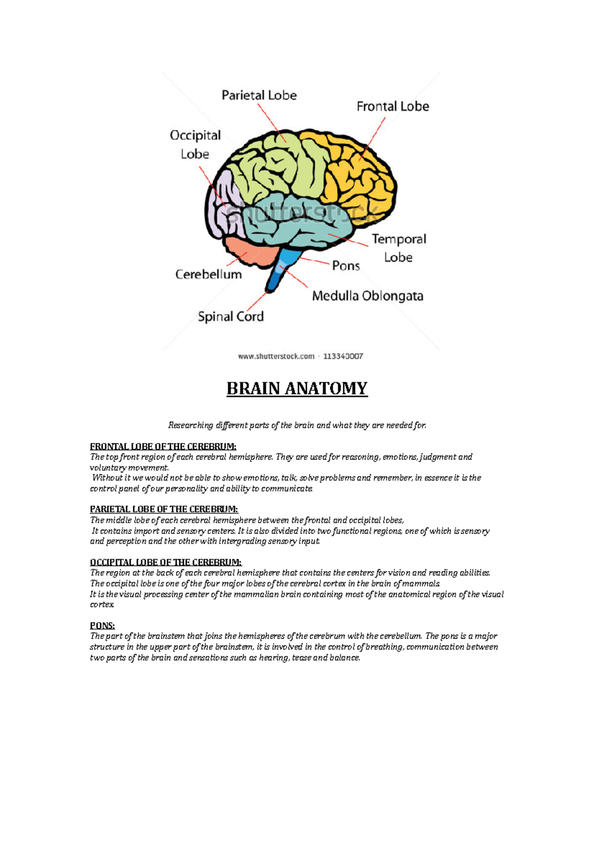 Brain Anatomy - BRAIN ANATOMY Researching different parts of the brain ...