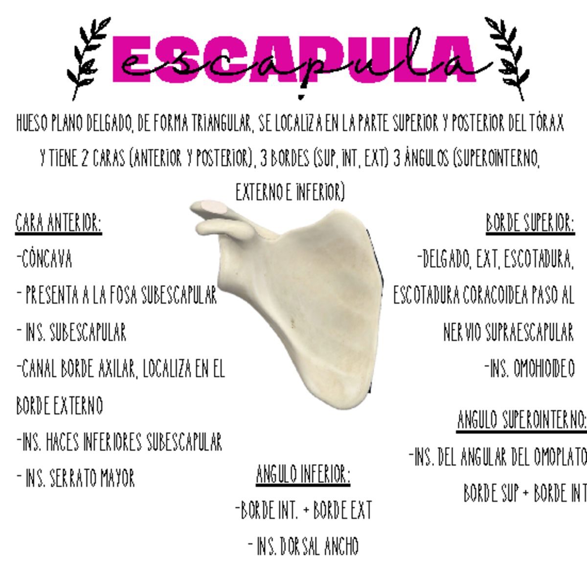 Escapula - Hueso plano delgado, de forma triangular, se localiza en la ...