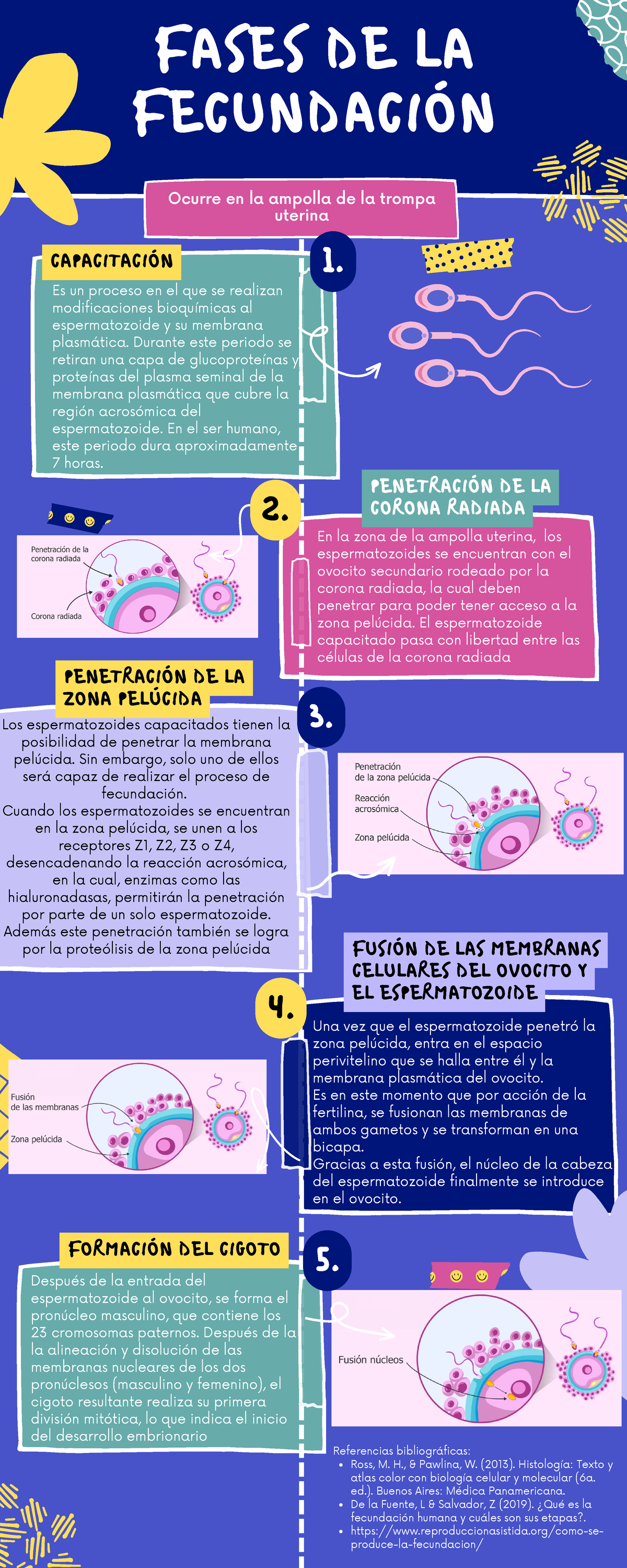 Fases de la fecundación - Ocurre en la ampolla de la trompa uterina ...