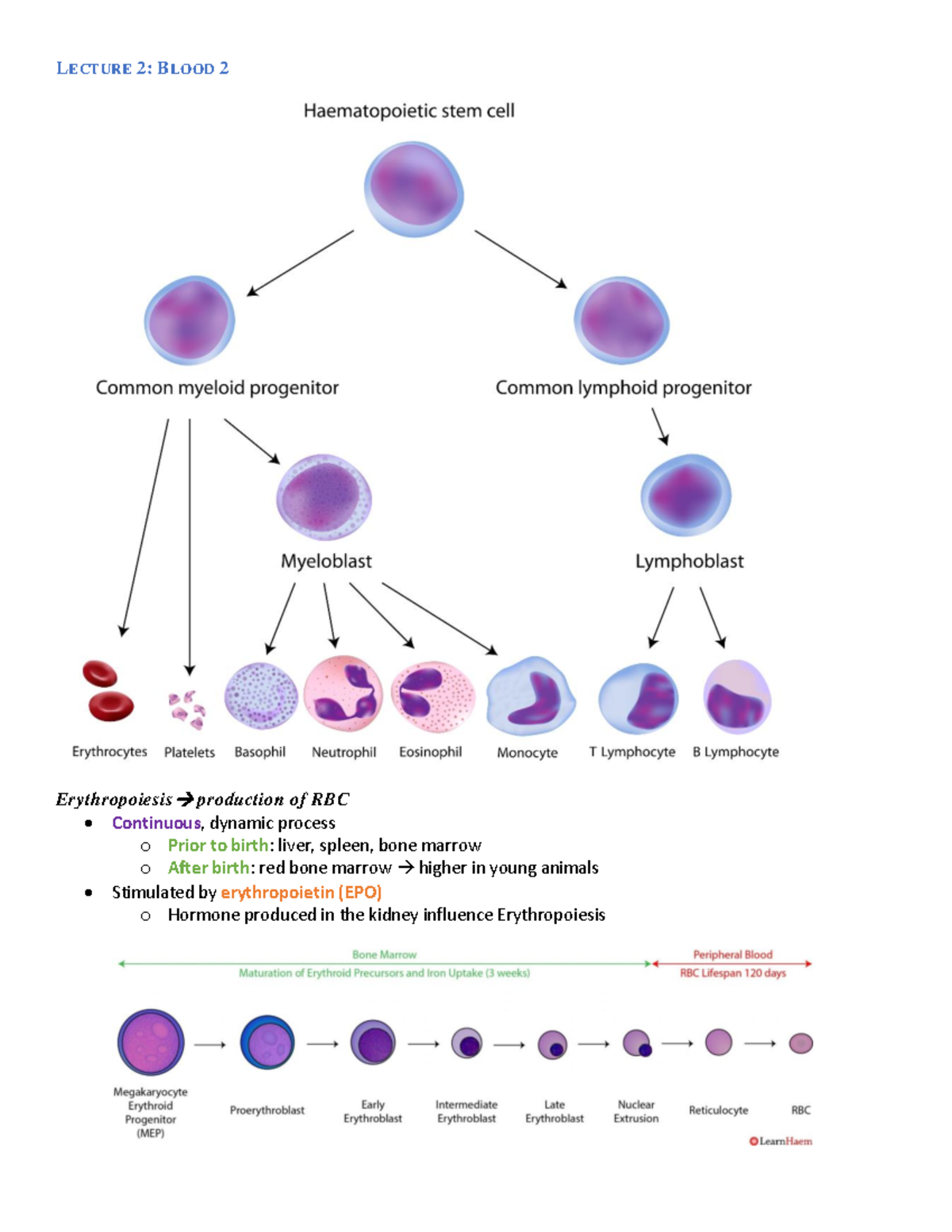 Lecture 2- Blood 2 - Erythropoiesis → production of RBC Continuous ...