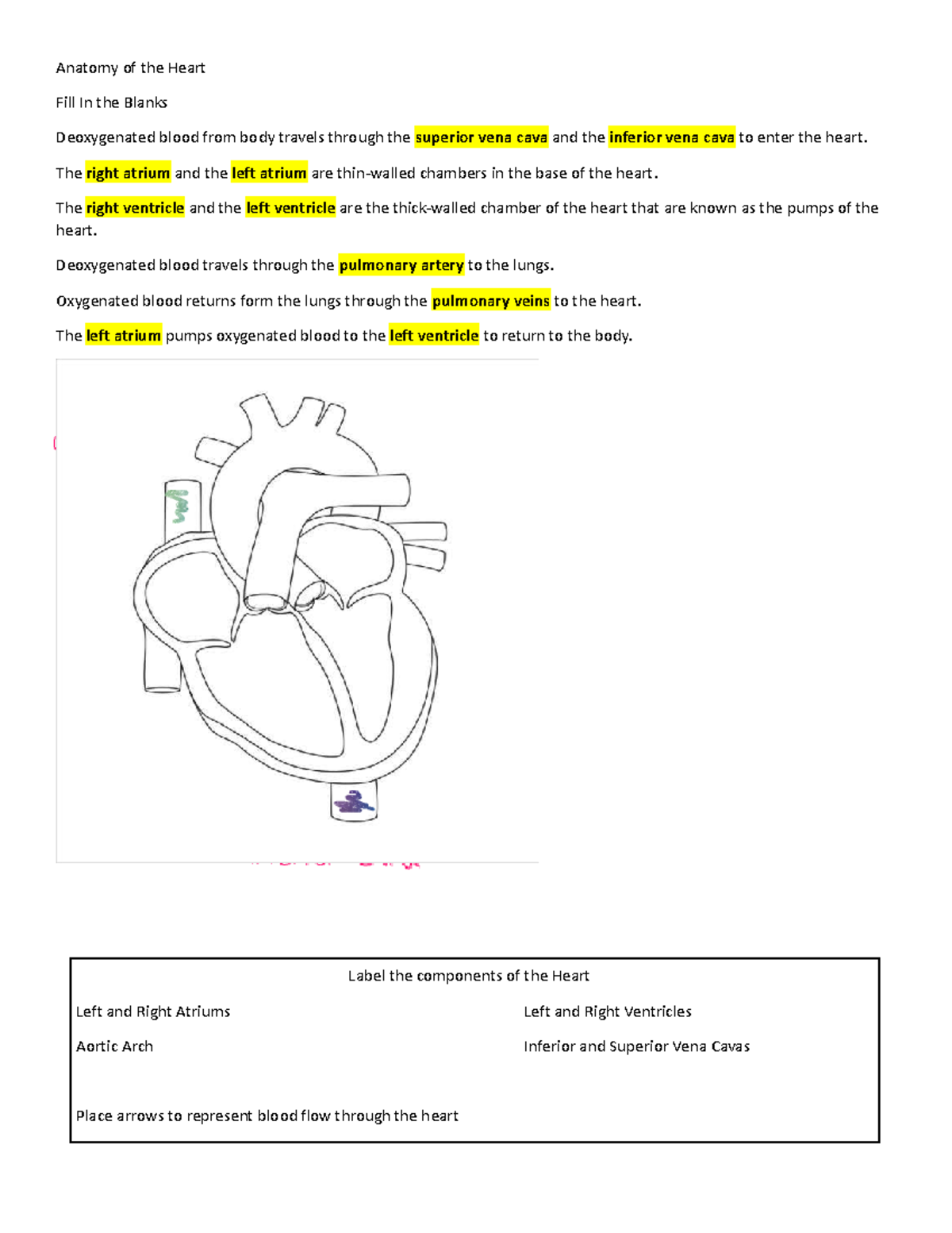 Anatomy of the Heart module 1 exercise - Anatomy of the Heart Fill In ...